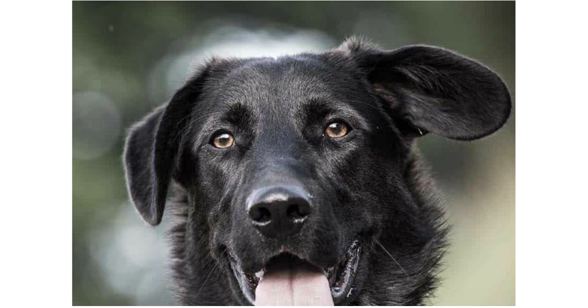 FREE Watch Dog Sampler With Shampoo, Serum & Nose & Paw Balm! - MWFreebies